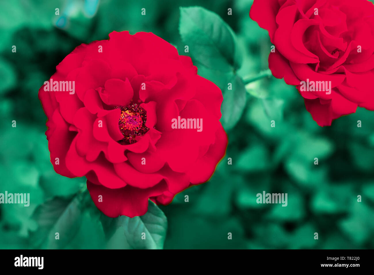 Red roses top view hi-res stock photography and images - Alamy