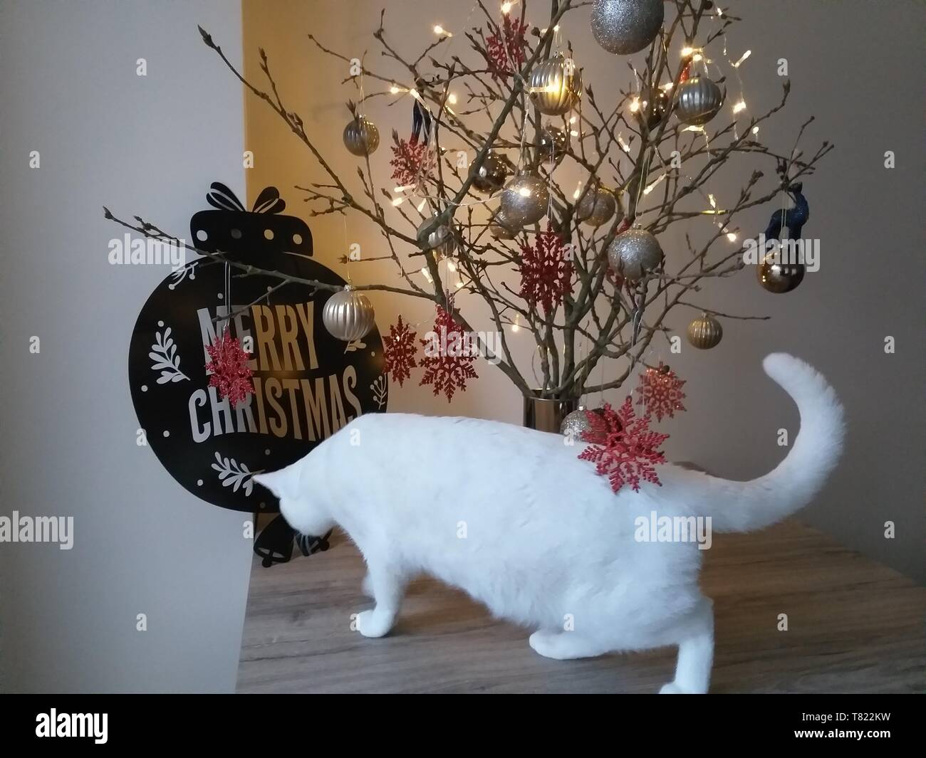 christmas 2020 cat portrait Stock Photo - Alamy