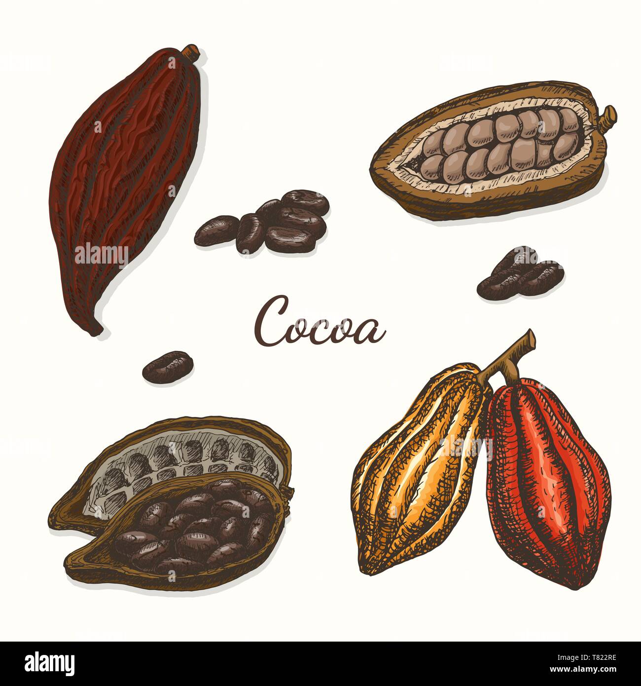 Vector set of colored cocoa. Vector illustration for your design Stock ...