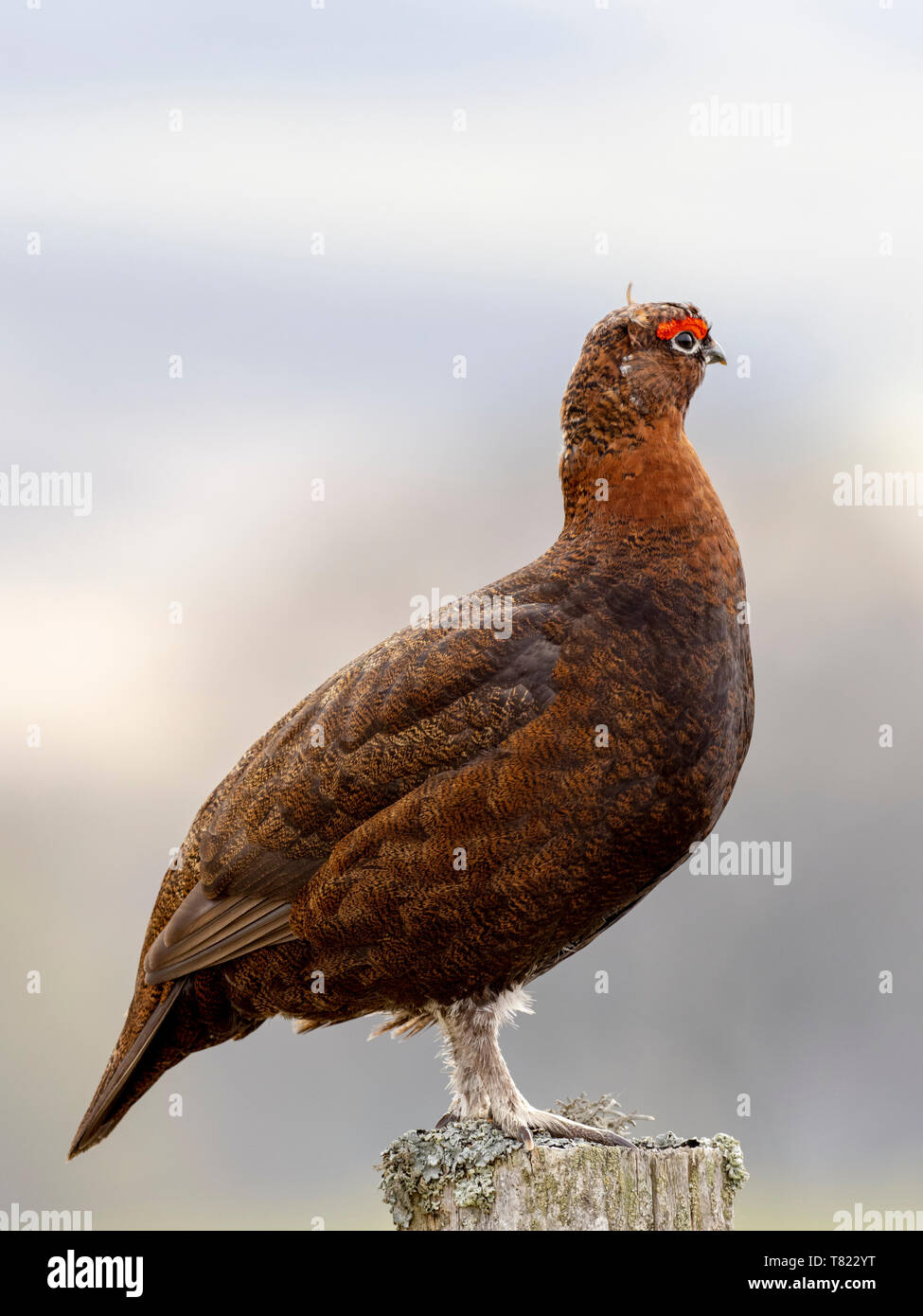 Red Grouse, with clear background, Scotland, UK Stock Photo - Alamy