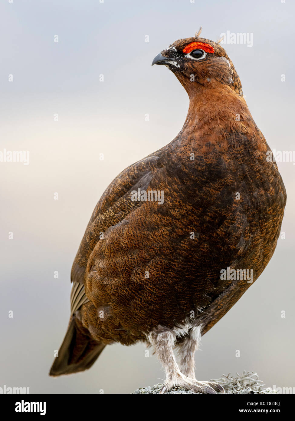 Red Grouse, with clear background, Scotland, UK Stock Photo - Alamy