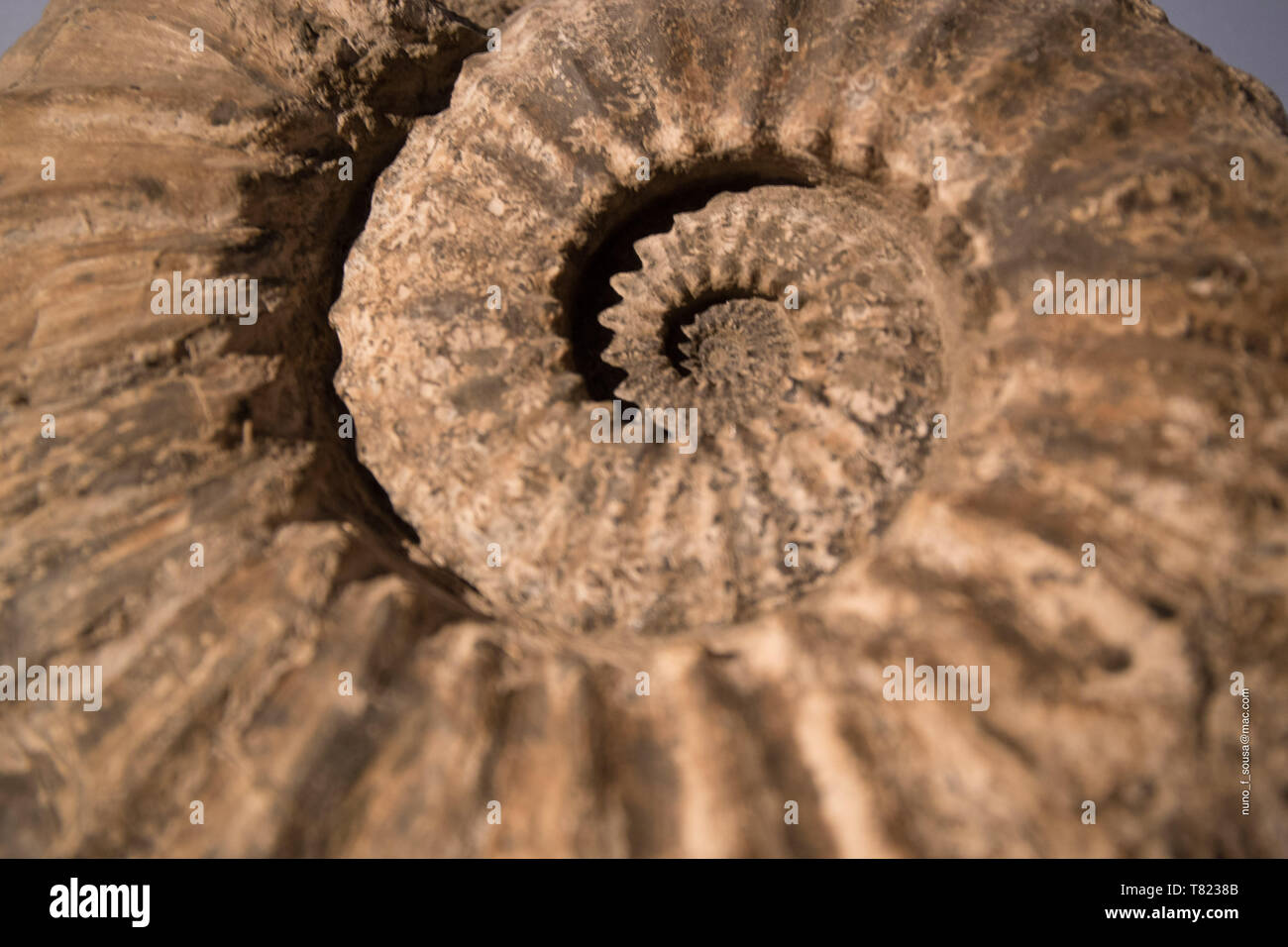 fossil fibonacci pattern Stock Photo - Alamy