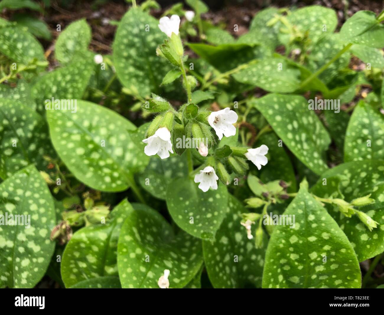 COMMON LUNGWORT Pulmonaria officinalis - a cultivated variety with ...
