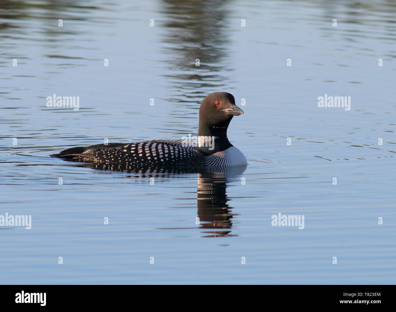 Common loon adult hi-res stock photography and images - Alamy