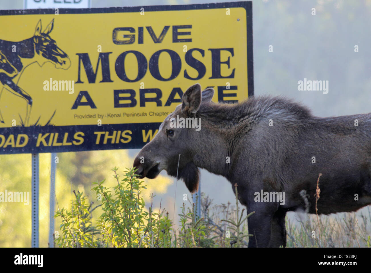 Human with moose hi-res stock photography and images - Alamy
