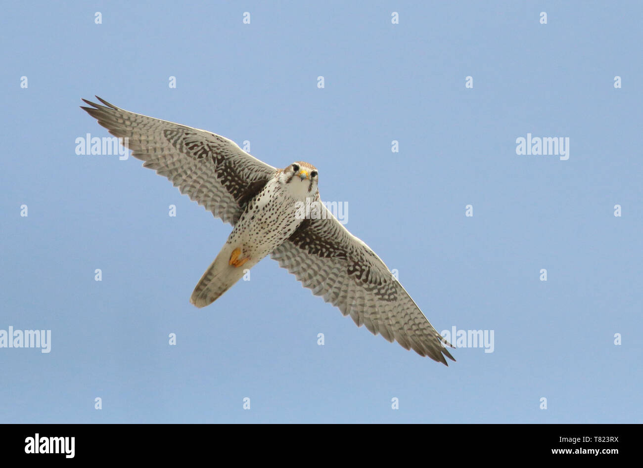 Prairie Falcon January 9th, 2019 Fort Pierre National Grasslands, South ...