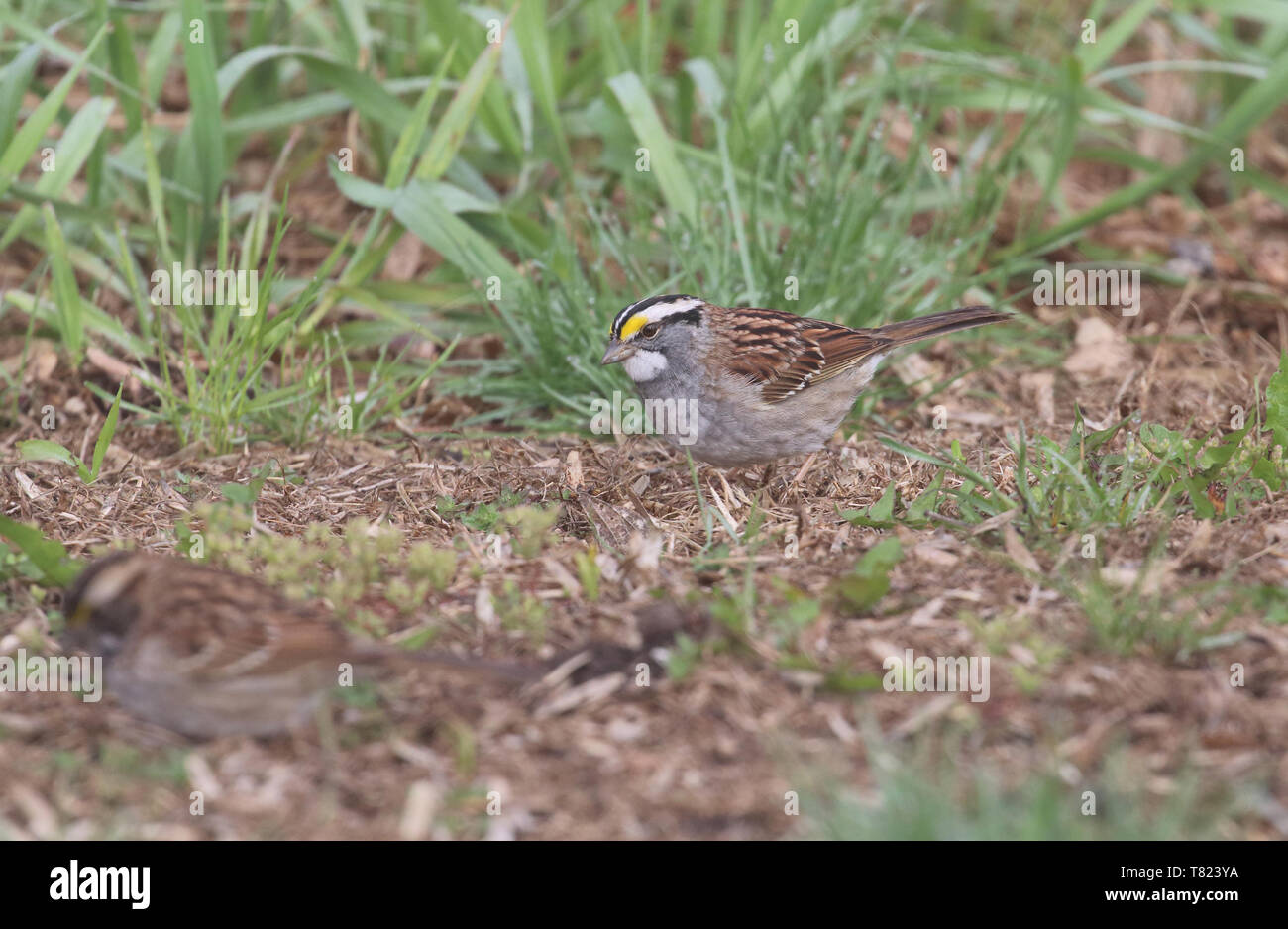 Bird forage foraging ground grass green sparrow hi-res stock ...