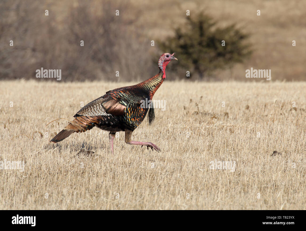 Adult Wild Turkey High Resolution Stock Photography and Images - Alamy