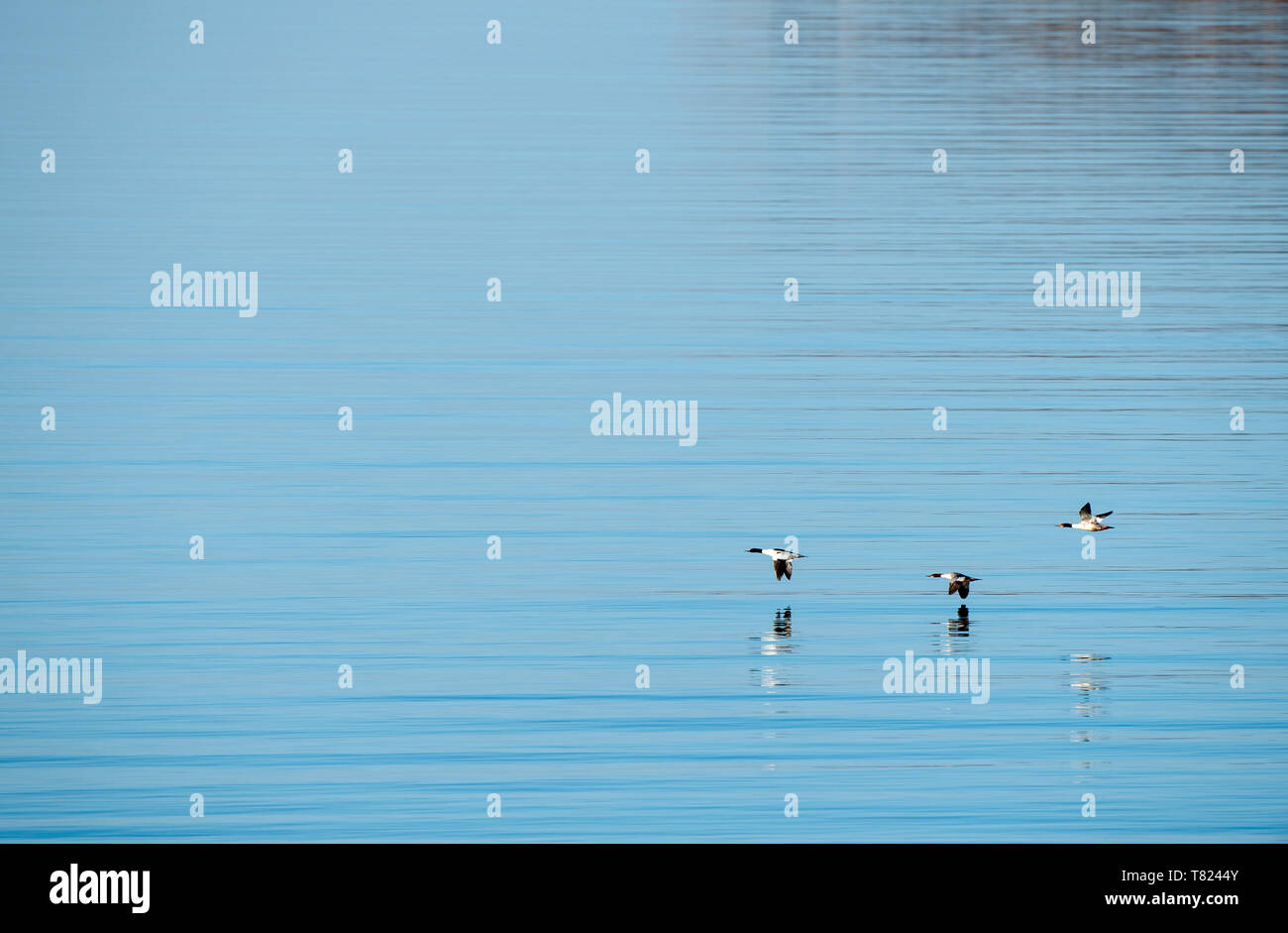 Goosander Ducks In Flight, Scotland, UK Stock Photo - Alamy