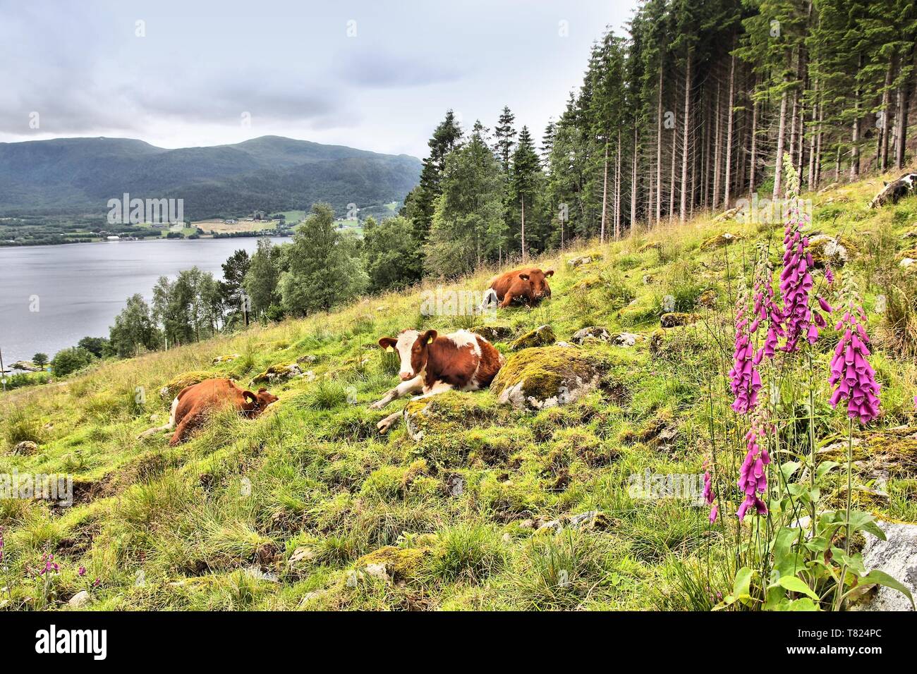Norway pasture hi-res stock photography and images - Alamy