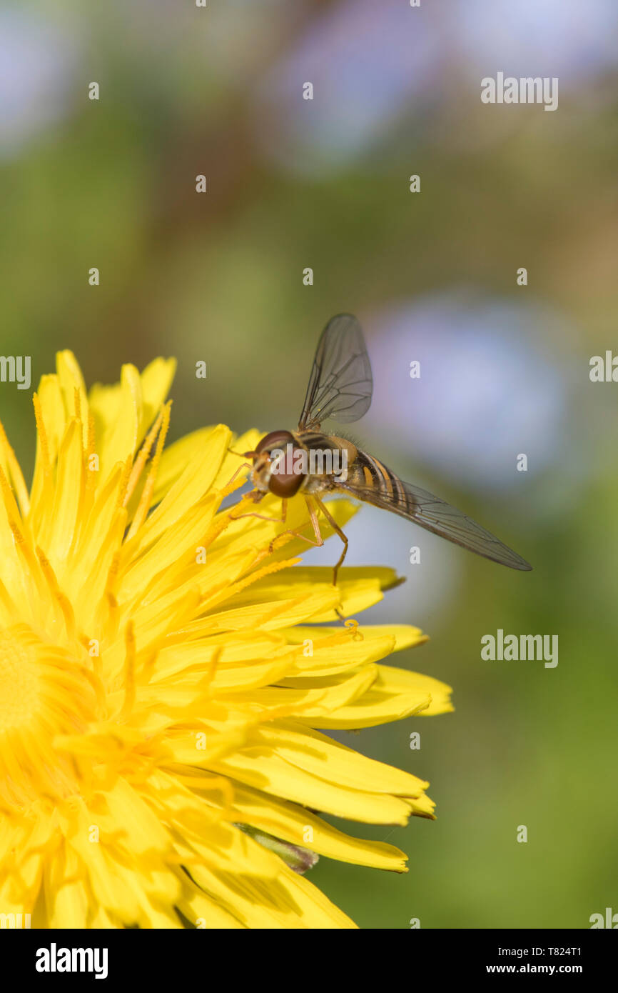 Wildflowers hoverflies uk hi-res stock photography and images - Alamy