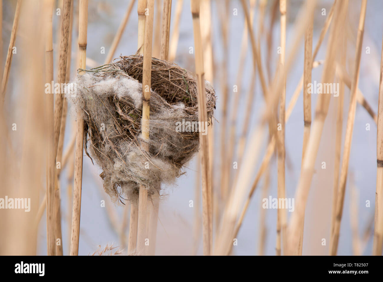 Warblers Of Europe High Resolution Stock Photography and Images - Alamy