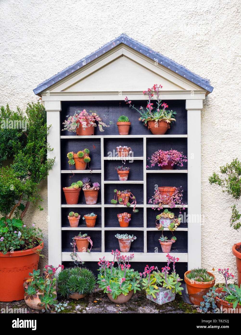 Potted Sedums on a garden Terrace, UK Stock Photo - Alamy
