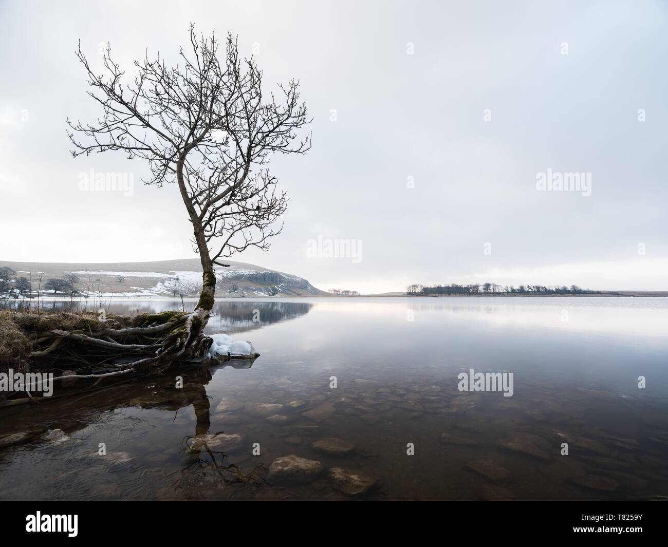 Malham lone tree hi-res stock photography and images - Alamy