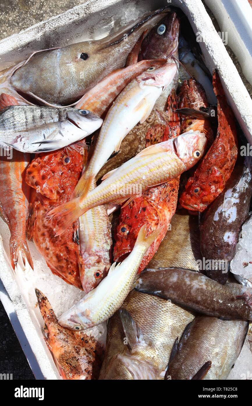 Fresh fish variety in a box at a harbor in Corfu, Greece Stock Photo ...