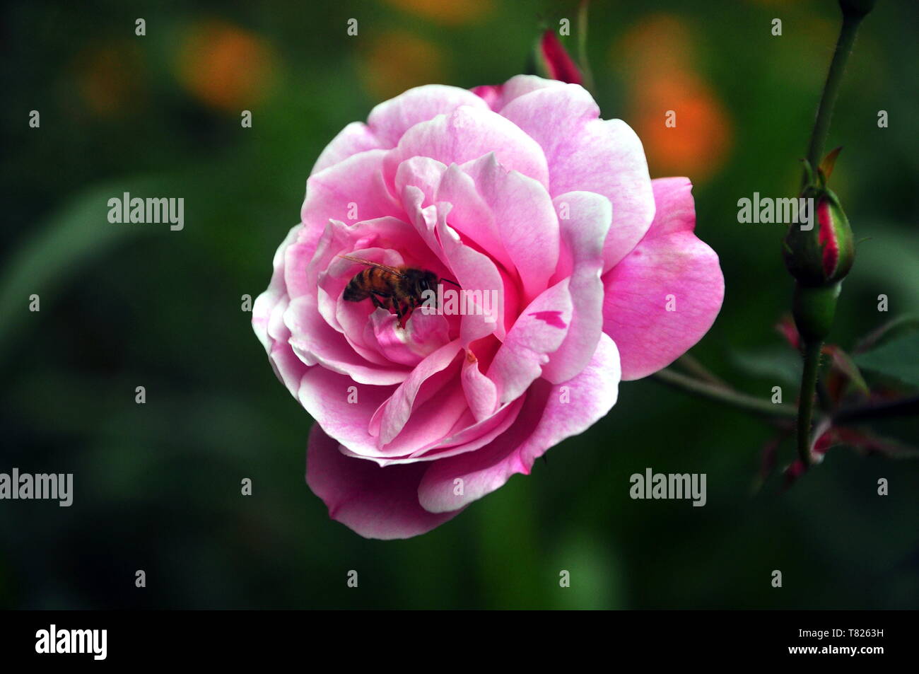 Rose and bee Stock Photo - Alamy