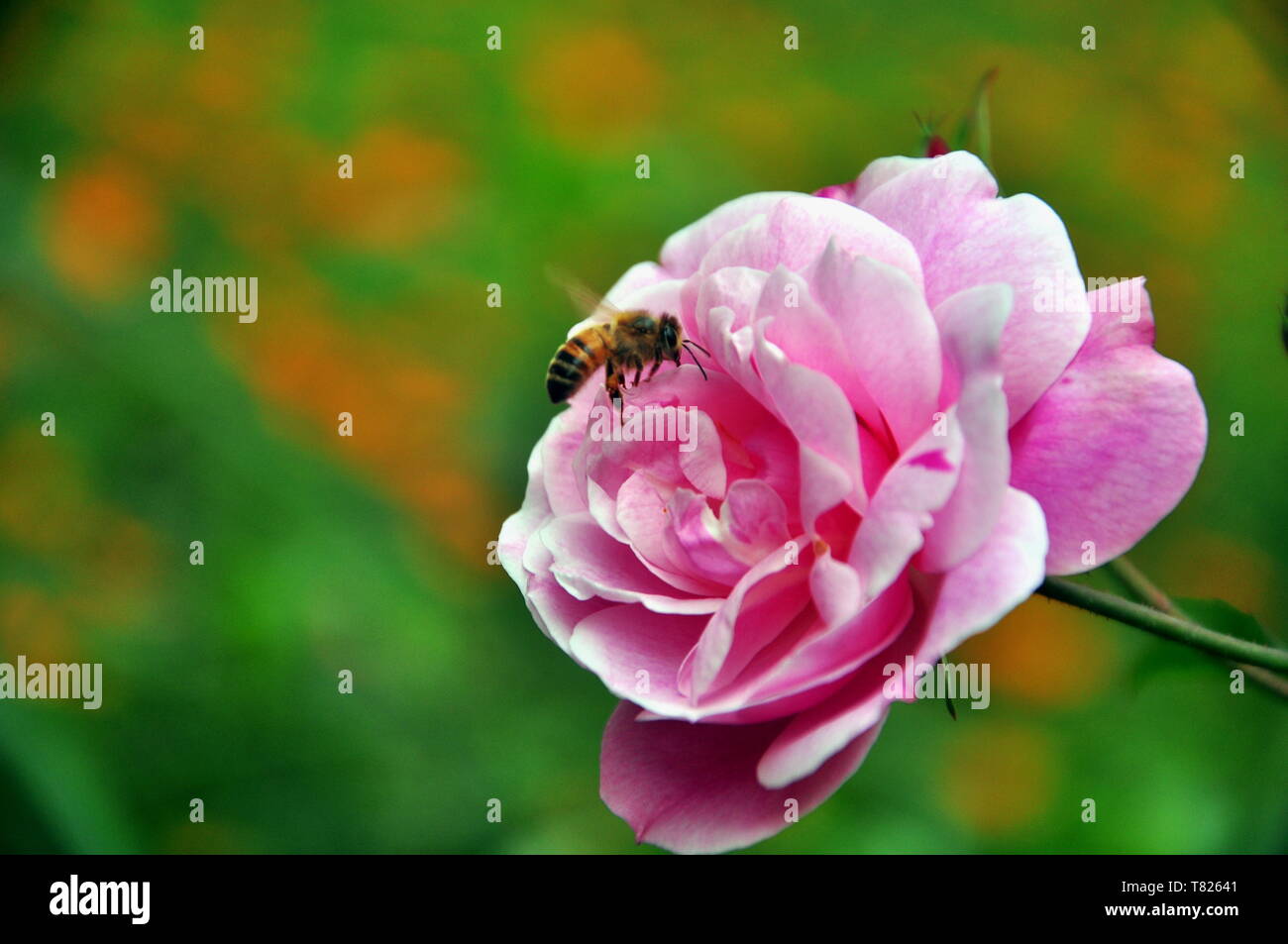 Rose bee bloom hi-res stock photography and images - Alamy