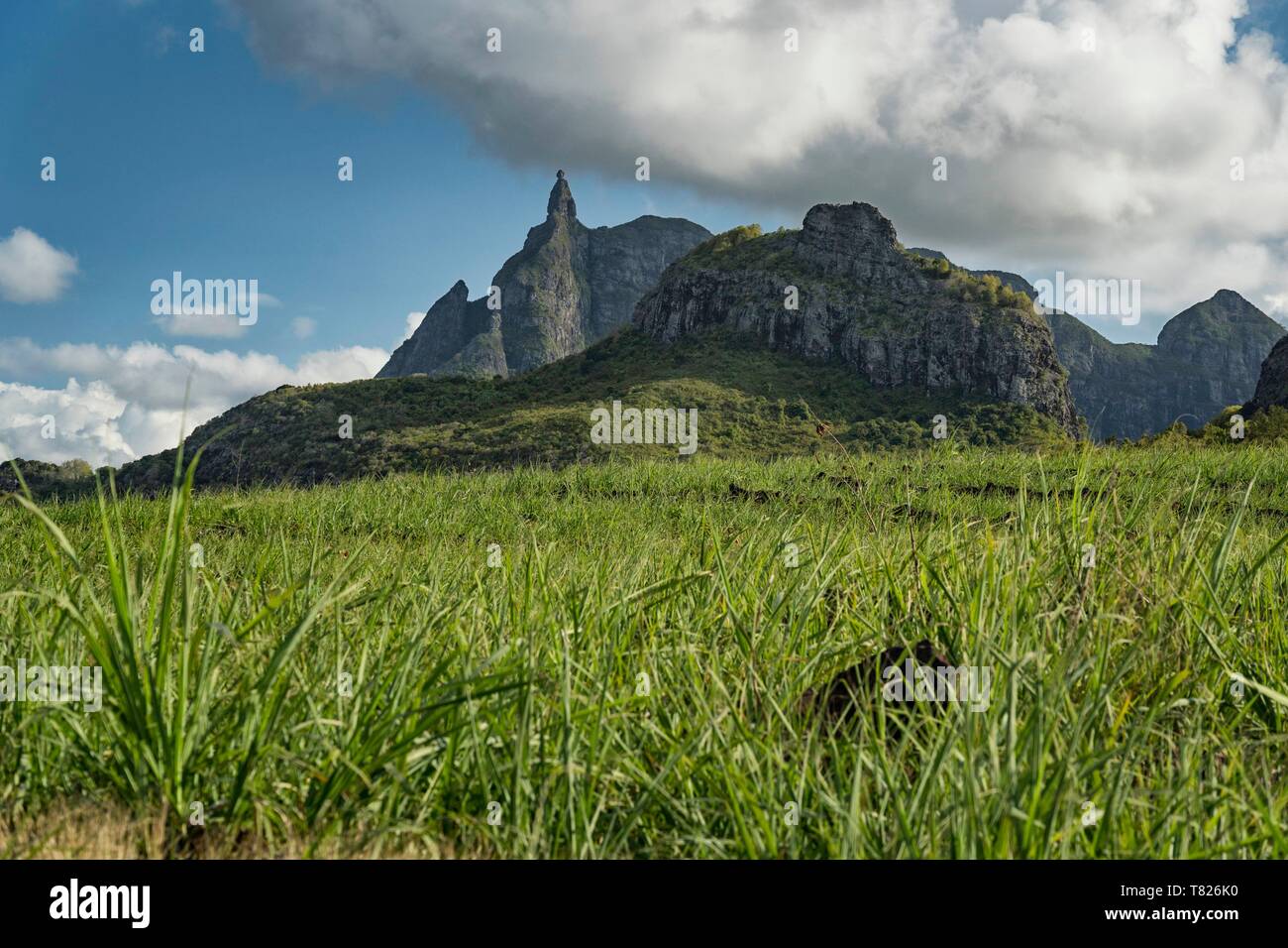 Mauritius, Pamplemousses disctrict, Creve Coeur, sugar cane fields ...