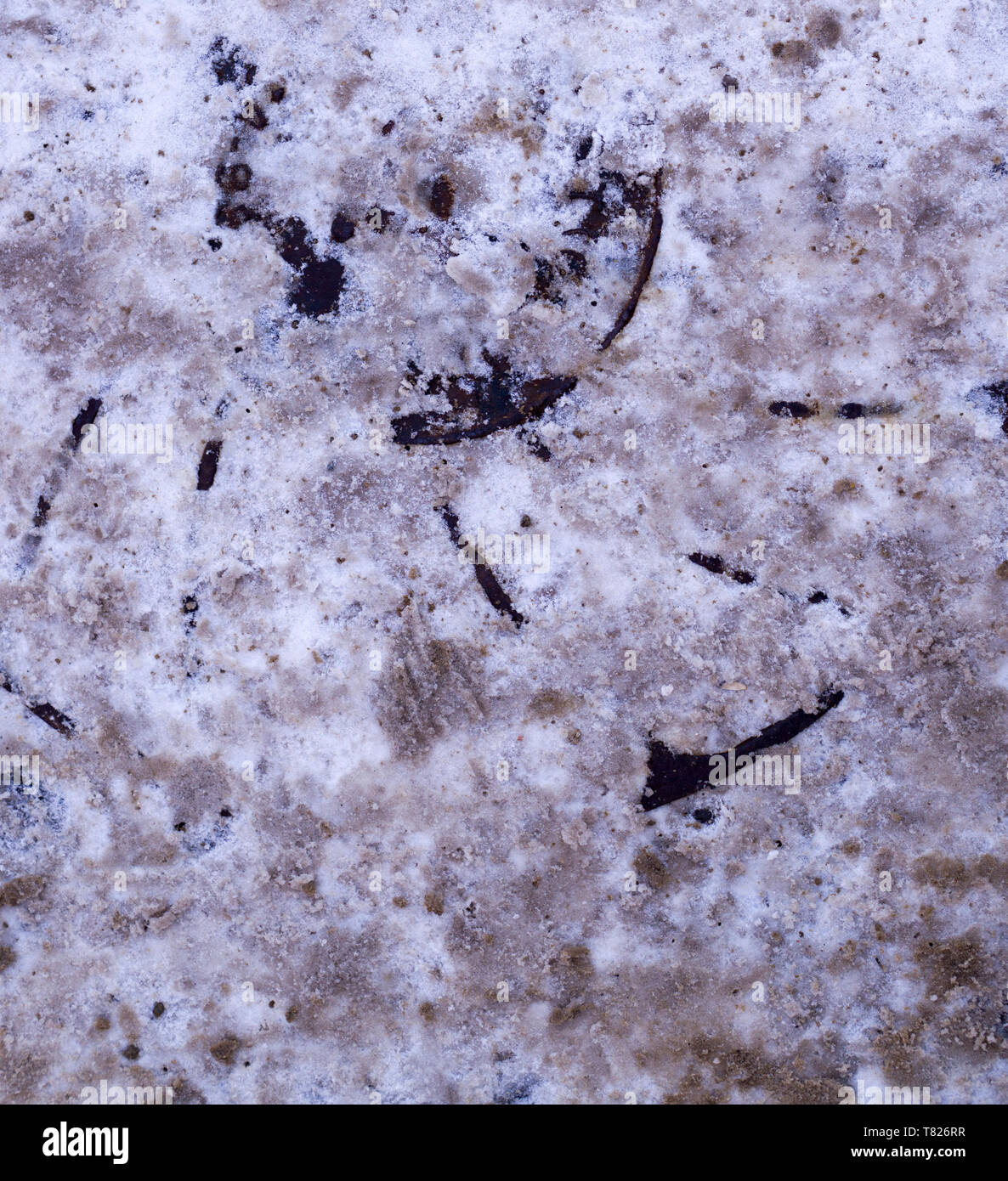 sewer iron hatch covered with polluted snow. background, seasonal Stock ...