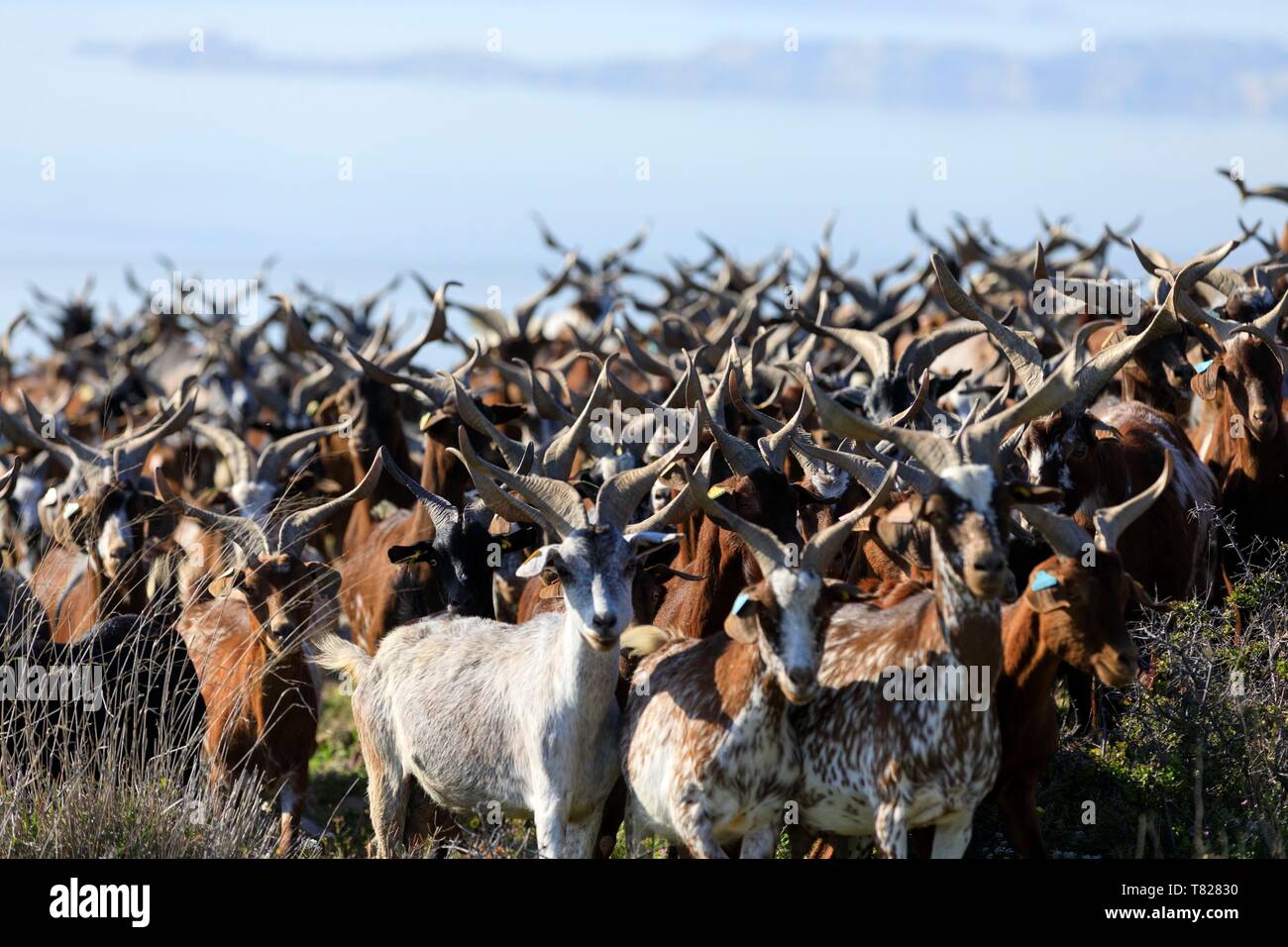 Coast Goat High Resolution Stock Photography and Images - Alamy