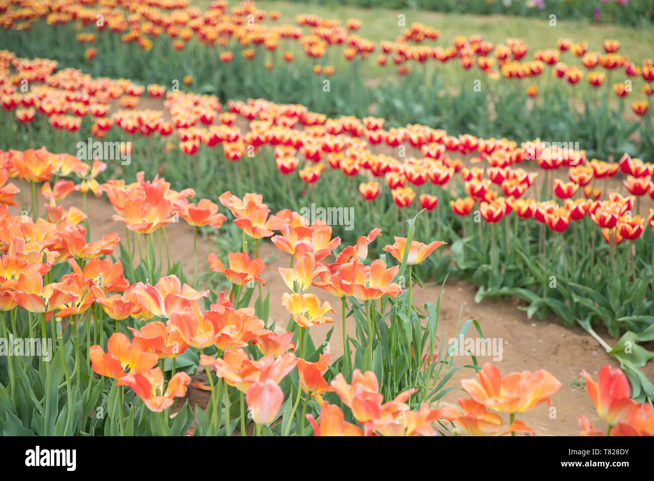 Flower beds with colorful tulips - Image Stock Photo - Alamy