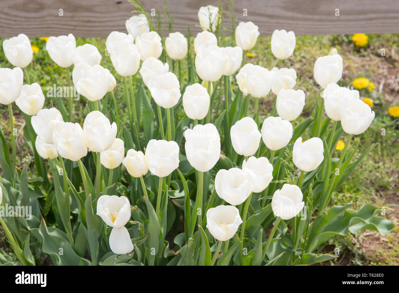 Flower beds with colorful tulips - Image Stock Photo - Alamy