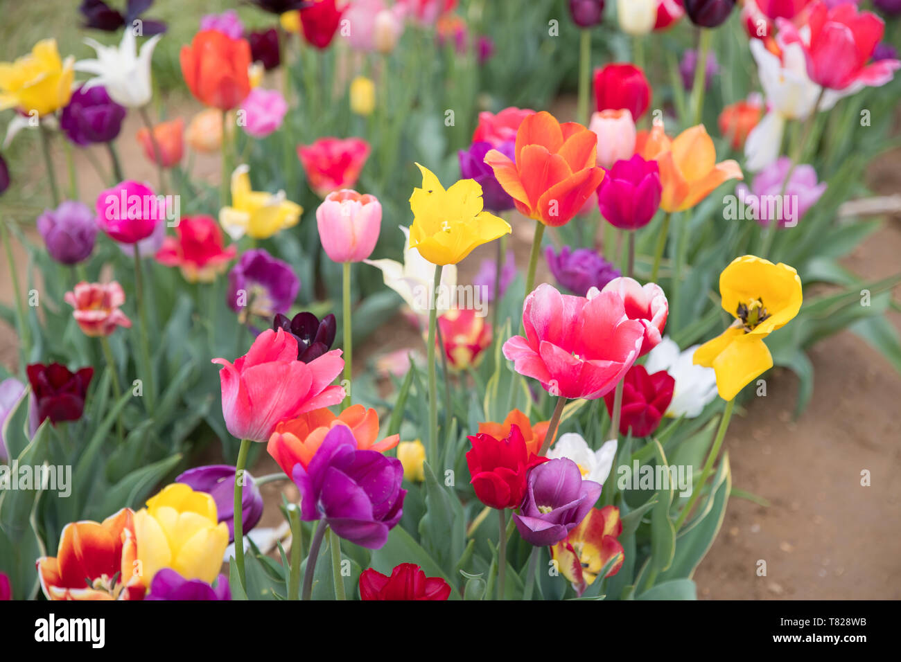 Flower beds with colorful tulips - Image Stock Photo - Alamy