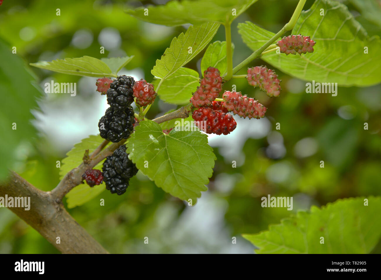 Wild Mulberry tree and Mulberry Fruit Stock Photo - Alamy