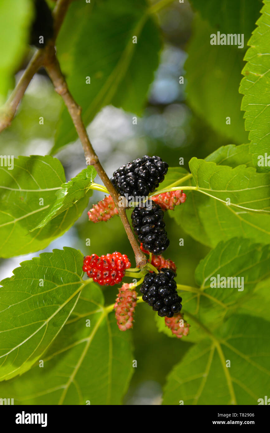 Wild Mulberry tree and Mulberry Fruit Stock Photo - Alamy