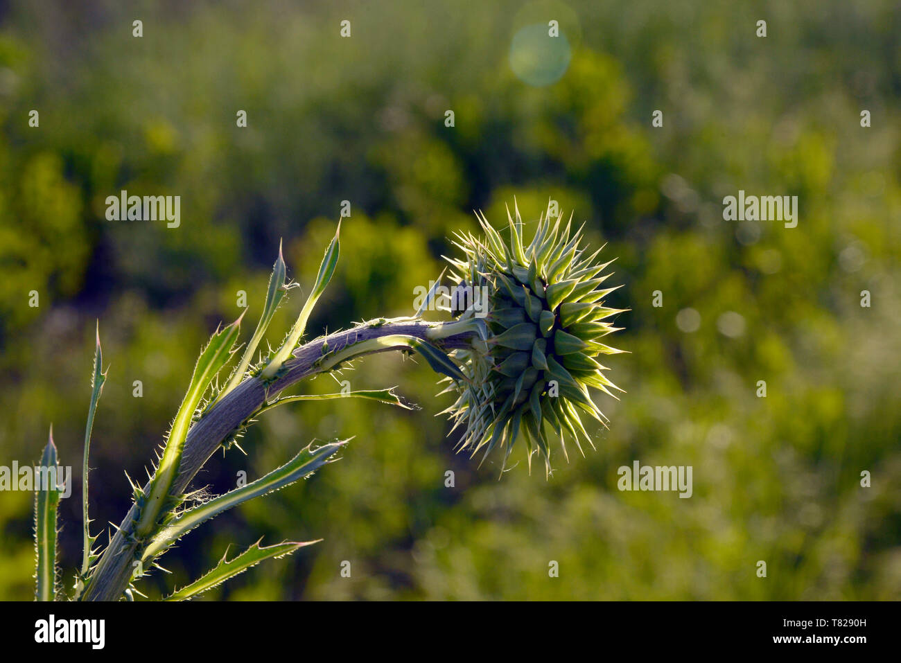 Russian thistle hi-res stock photography and images - Alamy