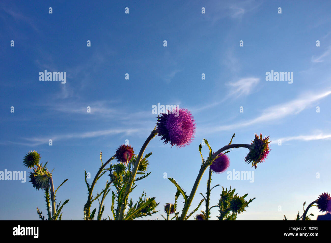 Russian thistle hi-res stock photography and images - Alamy