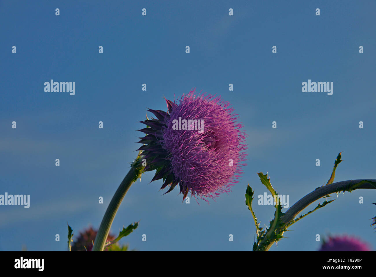 Russian thistle hi-res stock photography and images - Alamy
