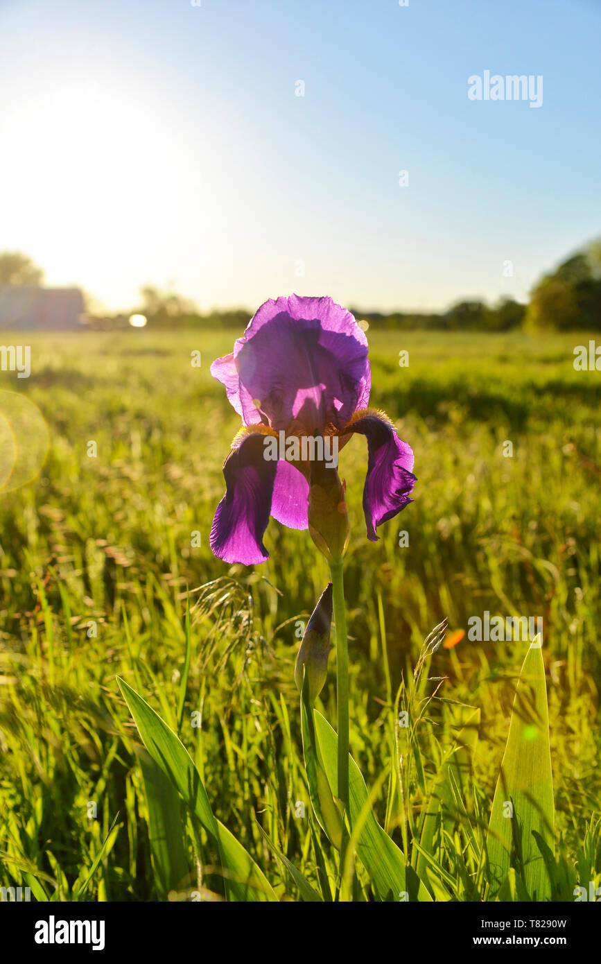 Provincial flower of quebec hi-res stock photography and images - Alamy