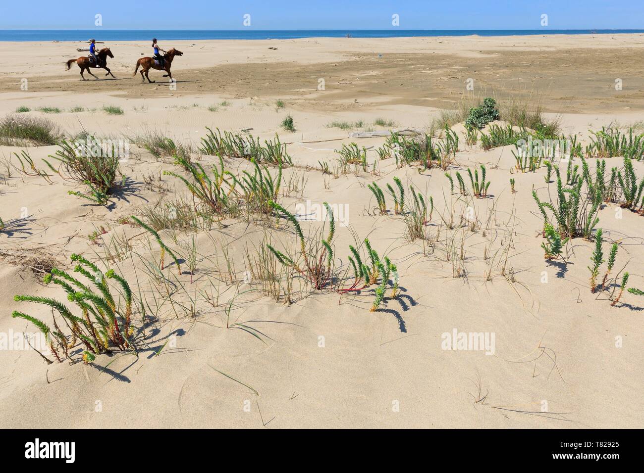 France, Bouches du Rhone, Regional Natural Park of Camargue, Arles ...