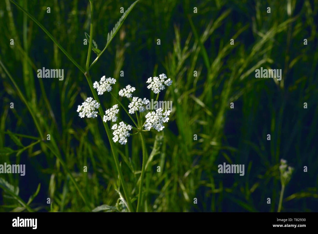Texas Springtime wild flowers Stock Photo - Alamy