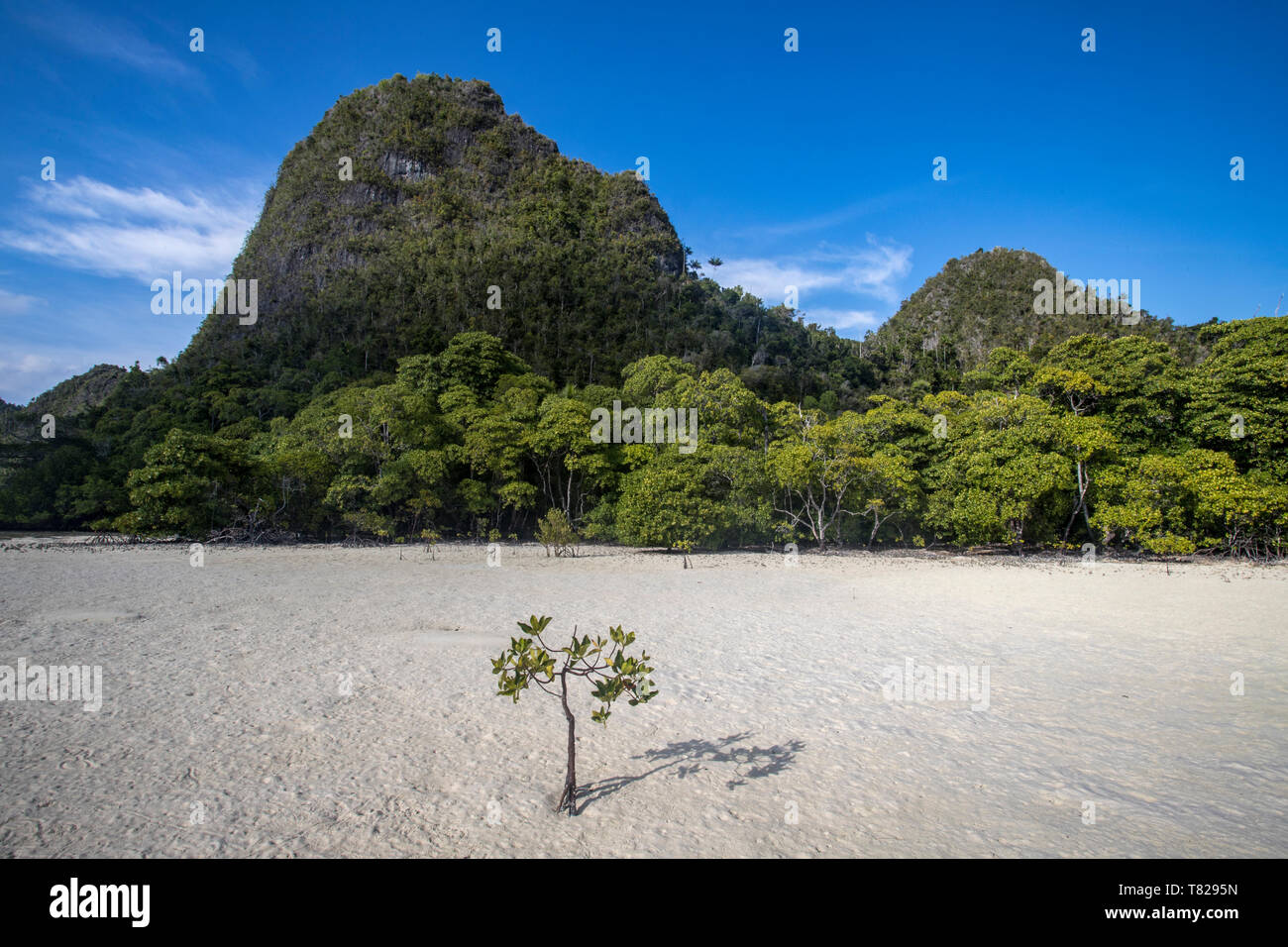 Mangroves and karst limestone formations in Wayag Island, Raja Ampat ...