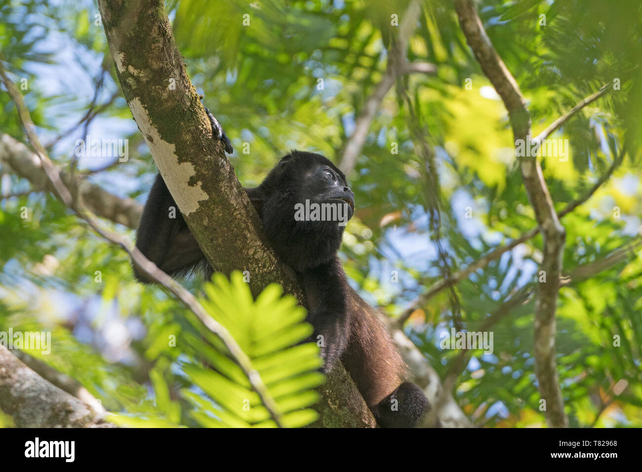 Howler Monkey in a Rain Forest Tree in Tortuguero National Park in ...