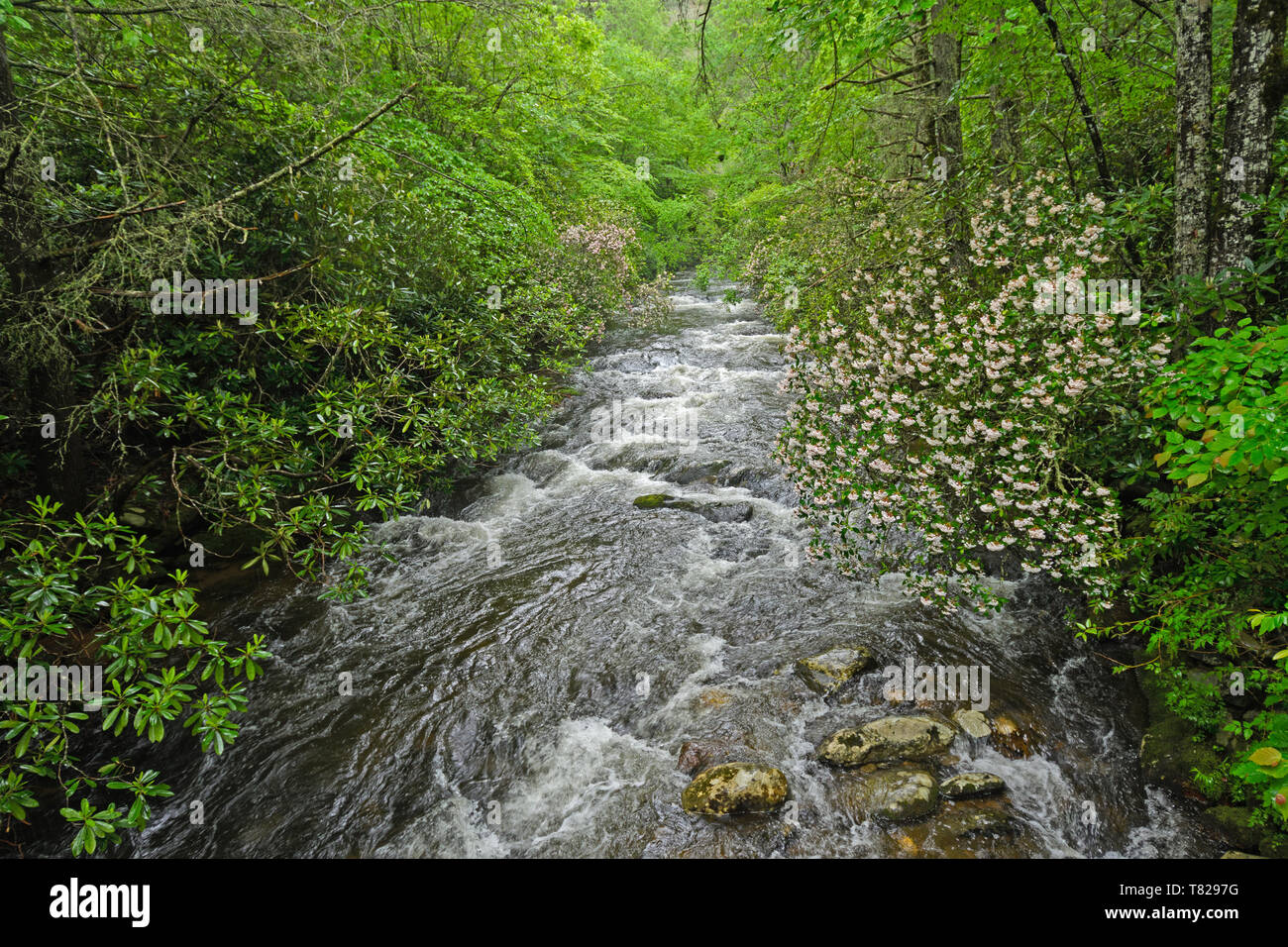 Spring Flooding in a Noland Creek in the Great Smoky Mountains in North ...