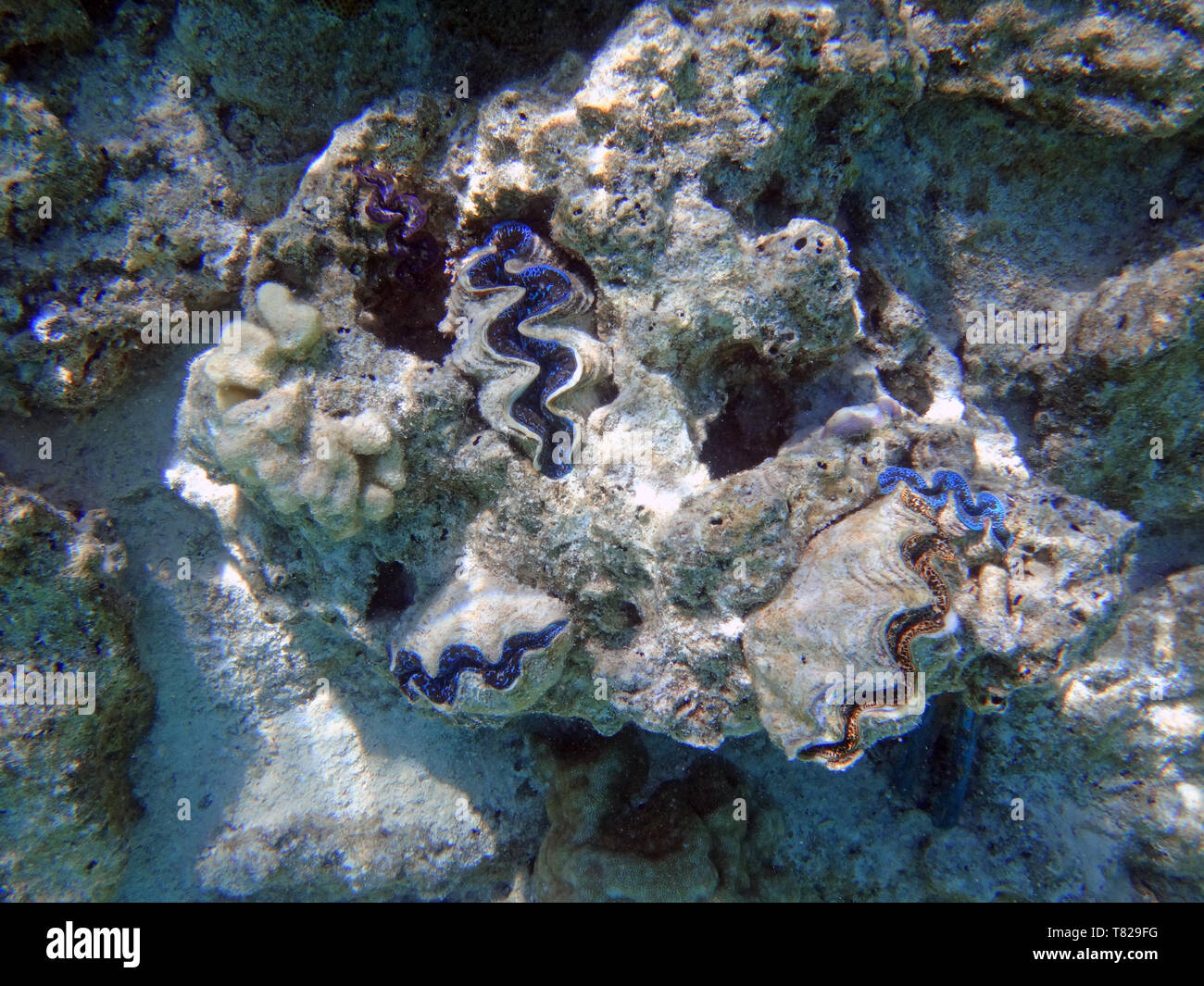 Underwater view of a Giant Clam (Tridacna Gigas) with blue lips in the ...