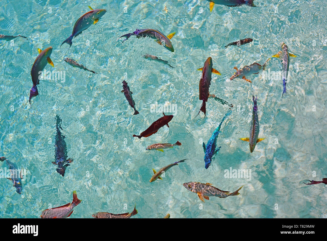 Underwater view of a multicolor parrotfish in the Caribbean Sea Stock ...