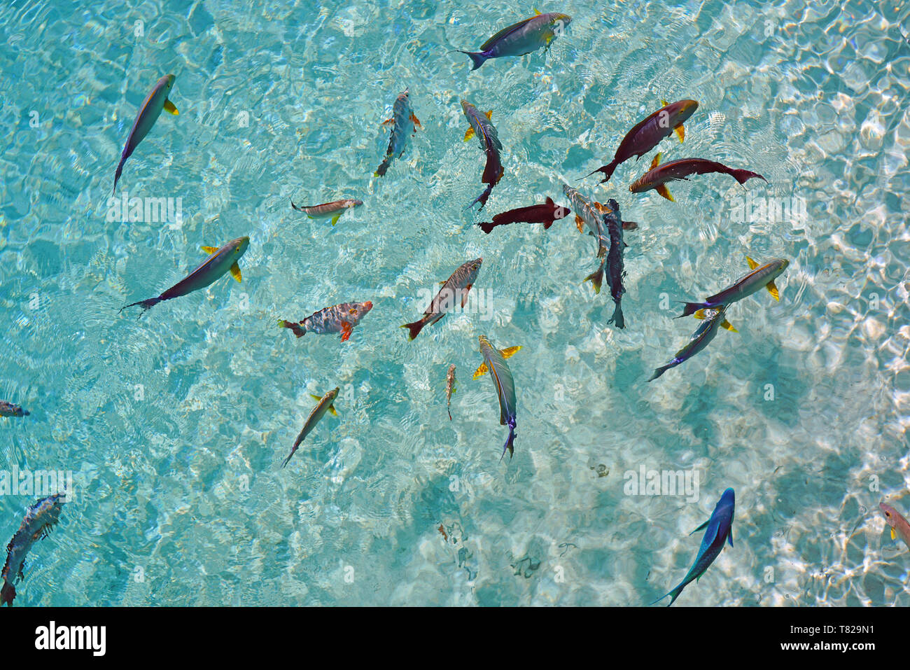Underwater view of a multicolor parrotfish in the Caribbean Sea Stock ...