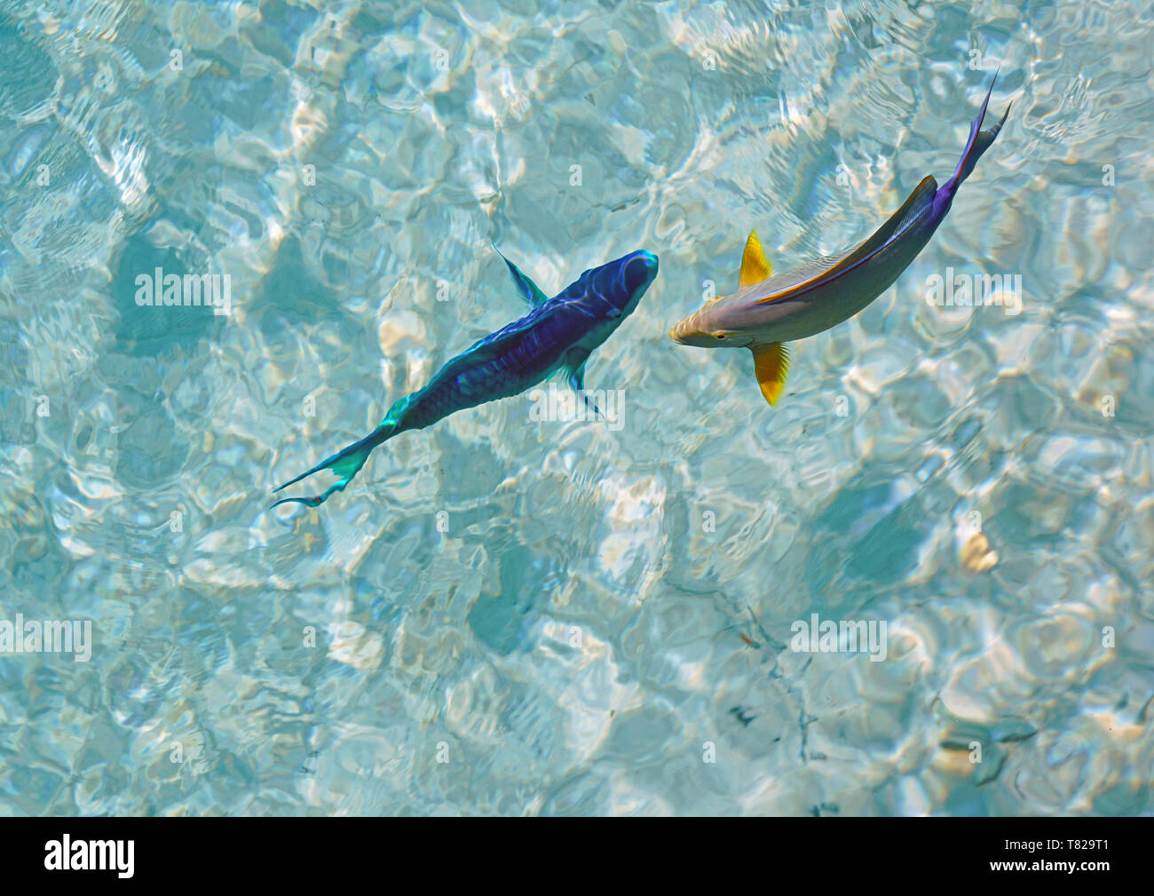Underwater view of a multicolor parrotfish in the Caribbean Sea Stock ...