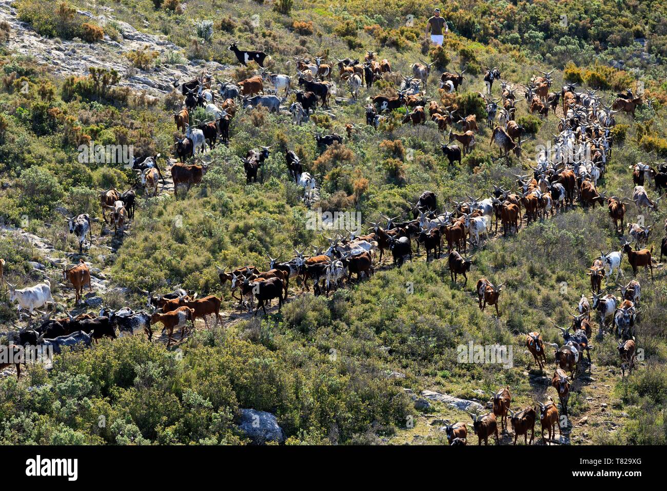 France, Bouches du Rhone, The Blue Coast, Le Rove, goat breeding Rove ...