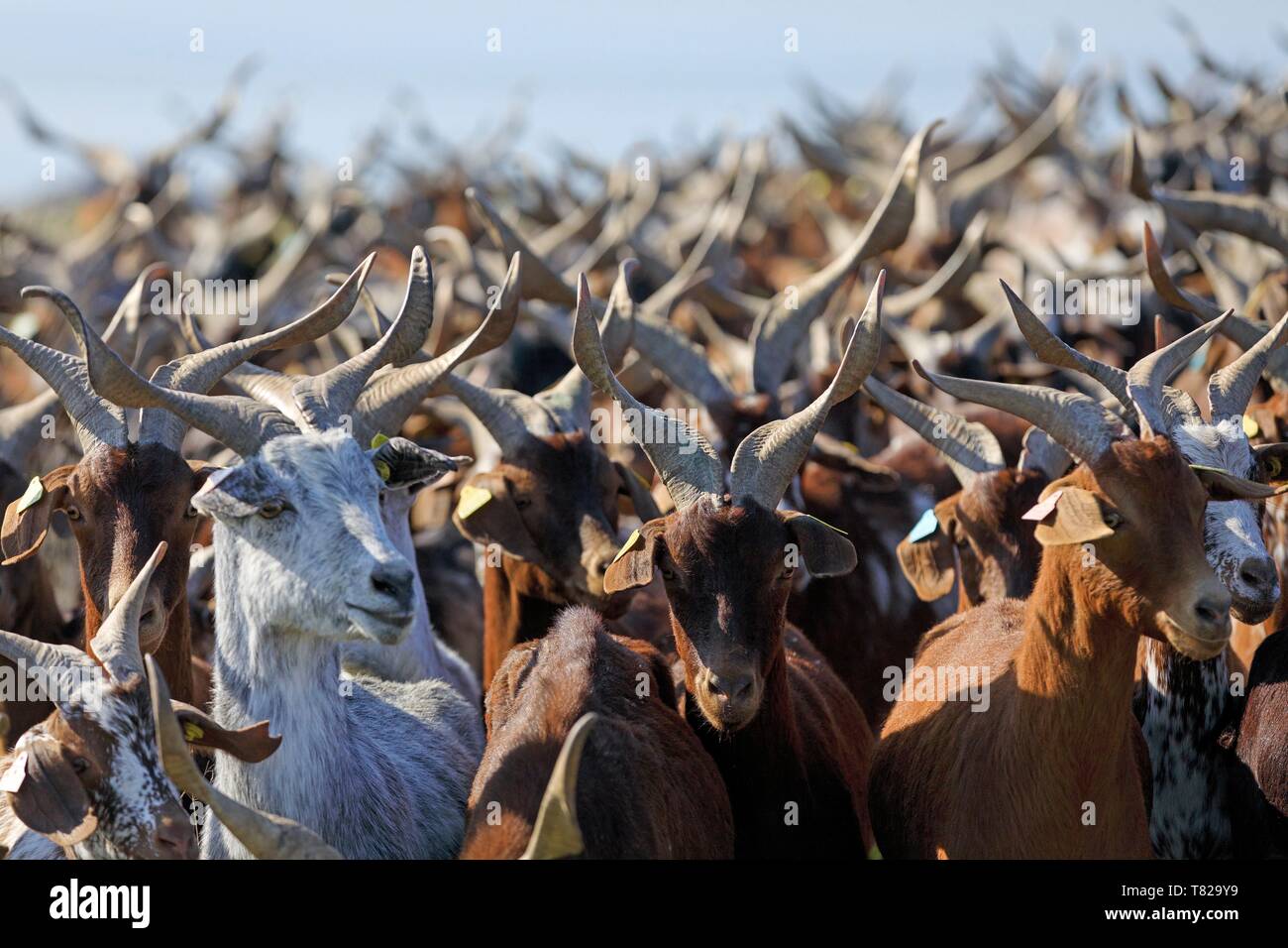 Rove goat hi-res stock photography and images - Alamy