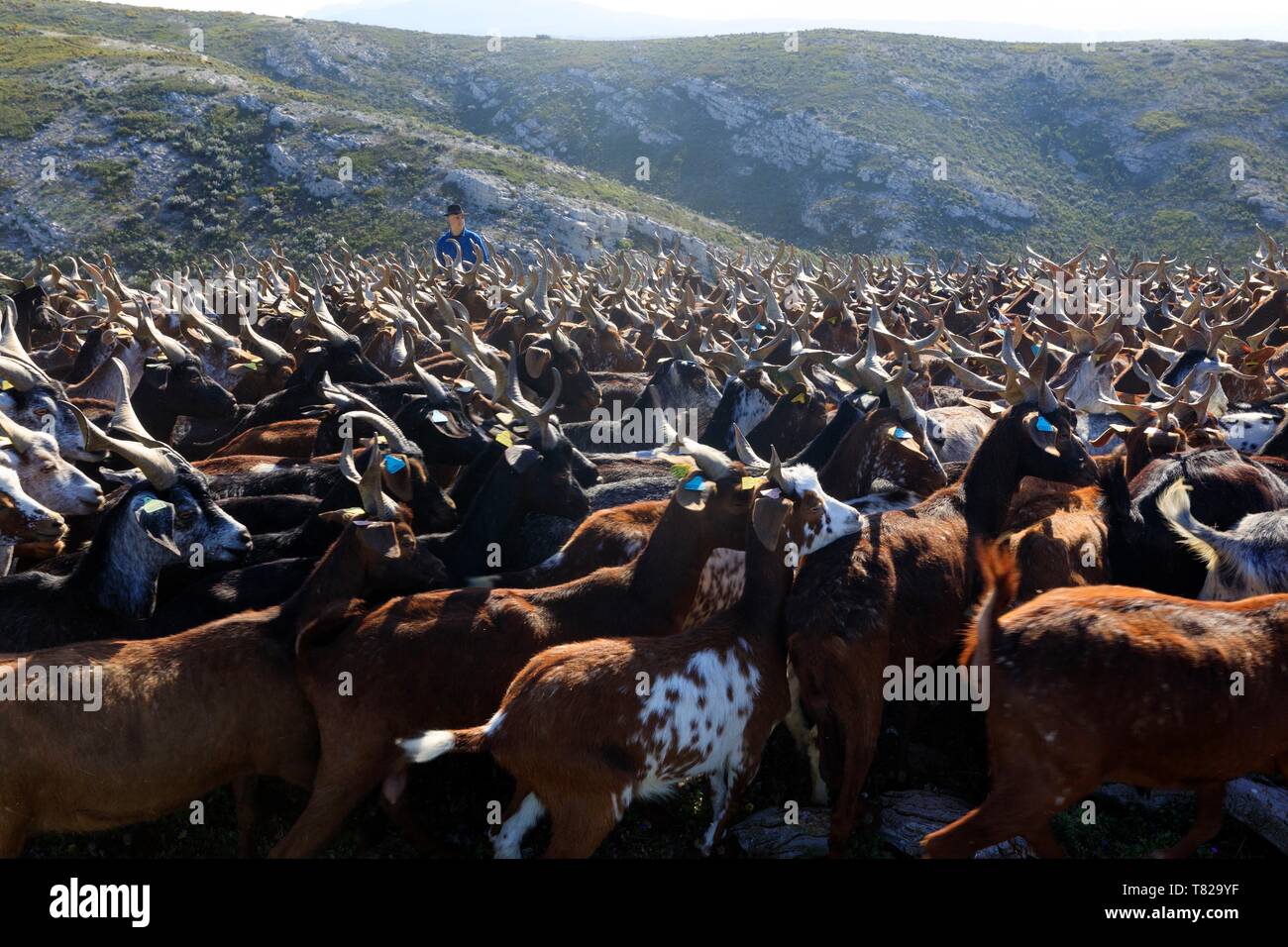 Rove goat hi-res stock photography and images - Alamy