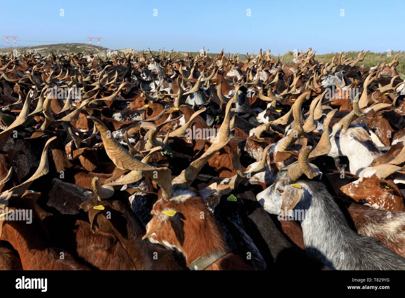 Rove goat hi-res stock photography and images - Alamy
