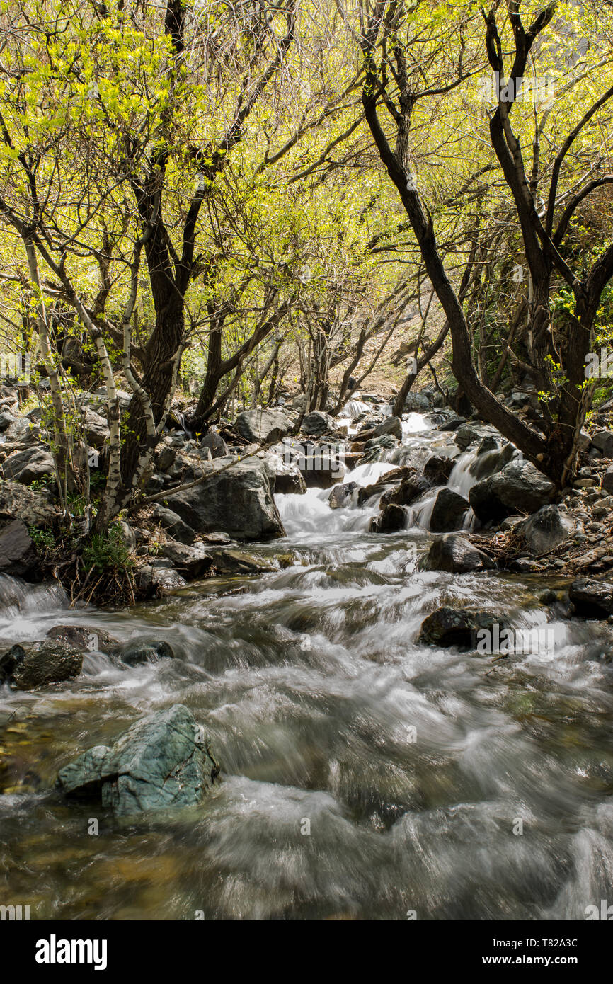Darakeh River among the forest with trees, tehran, iran Stock Photo - Alamy