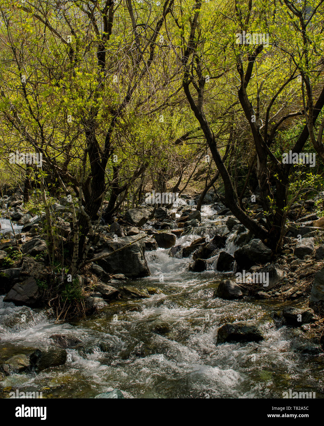 Darakeh River among the forest with trees, tehran, iran Stock Photo - Alamy
