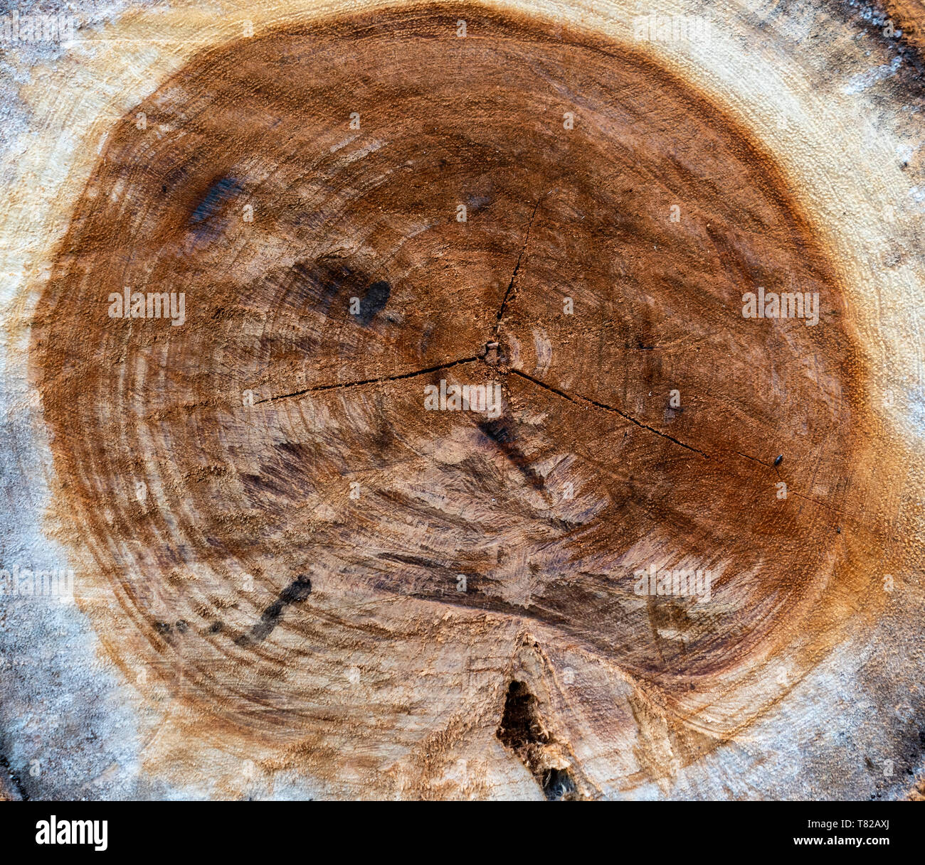 Close-up Wooden timber stump circular textured Stock Photo - Alamy