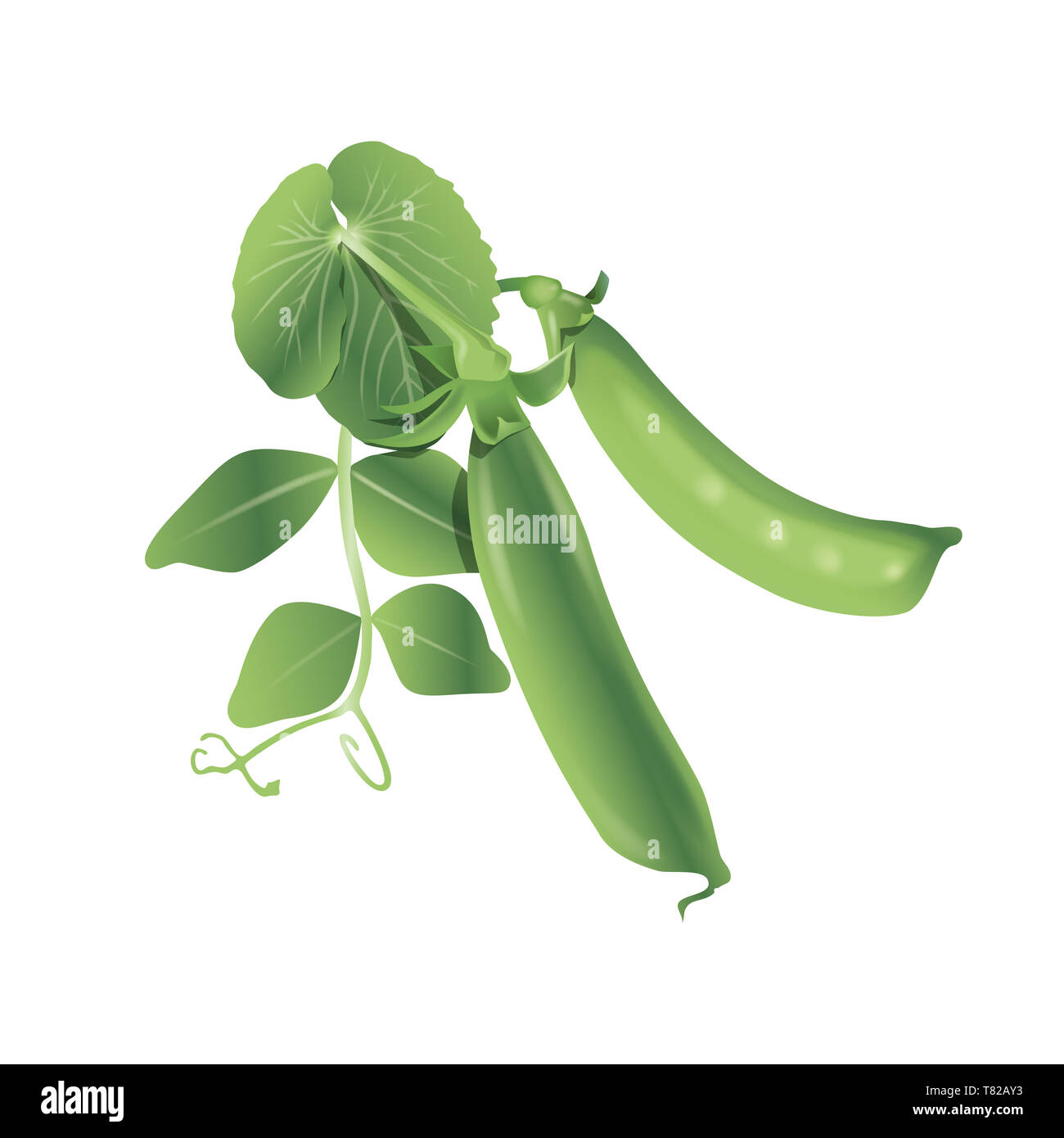Two pea pods with green leaves on a white background isolated. Vector ...